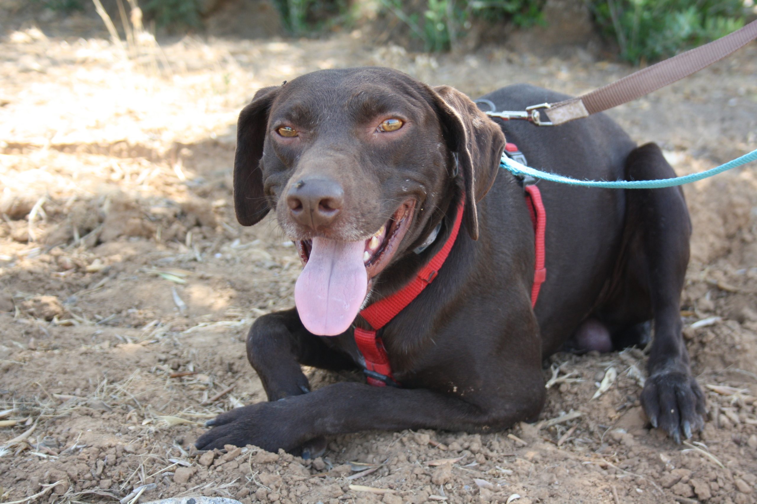 CHOCOLATE - Sociedad protectora de animales Al-Bayyasa